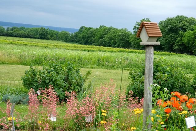 bucolic scene - Knowledge Without Borders